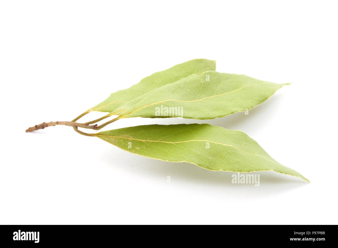 Laurel leaves isolated on white Stock Photo - Alamy