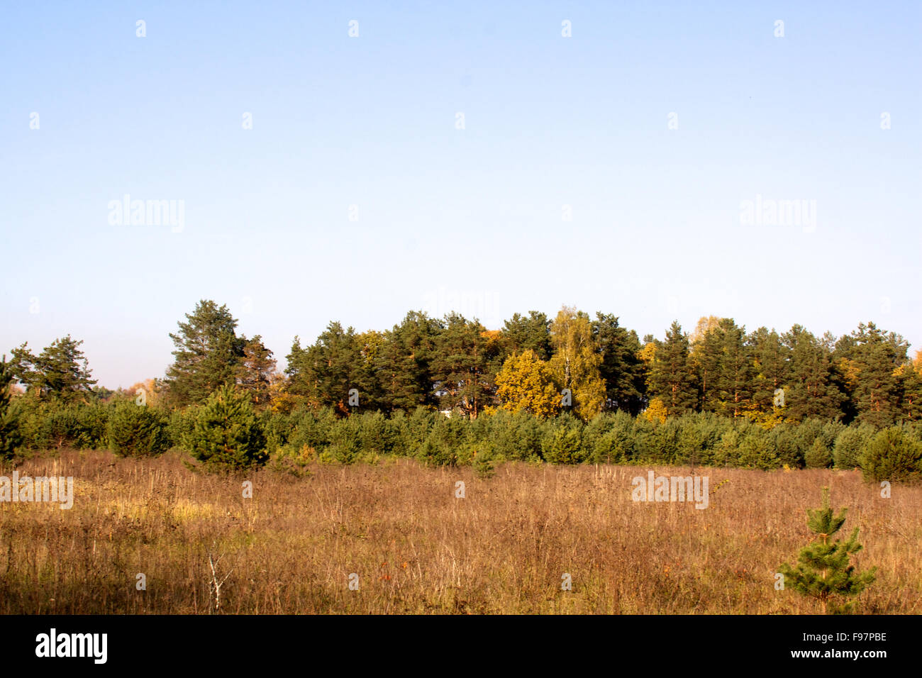 Beautiful landscape. Field and edge of forest Russia Stock Photo - Alamy
