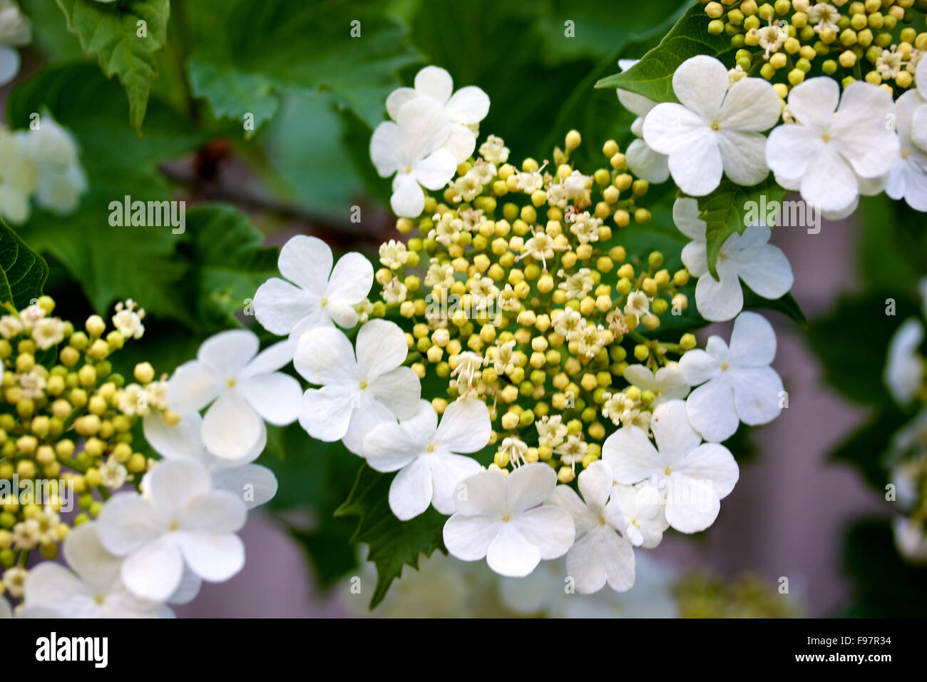 flowers and leaves of snowball tree in verticalcomposition Stock Photo ...