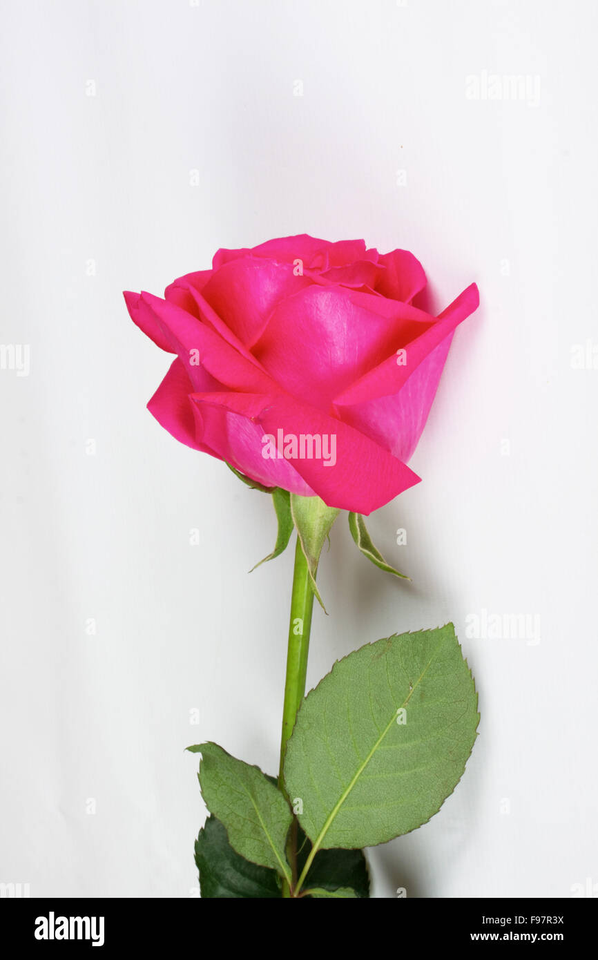 one flower bouquet of pink roses Stock Photo - Alamy