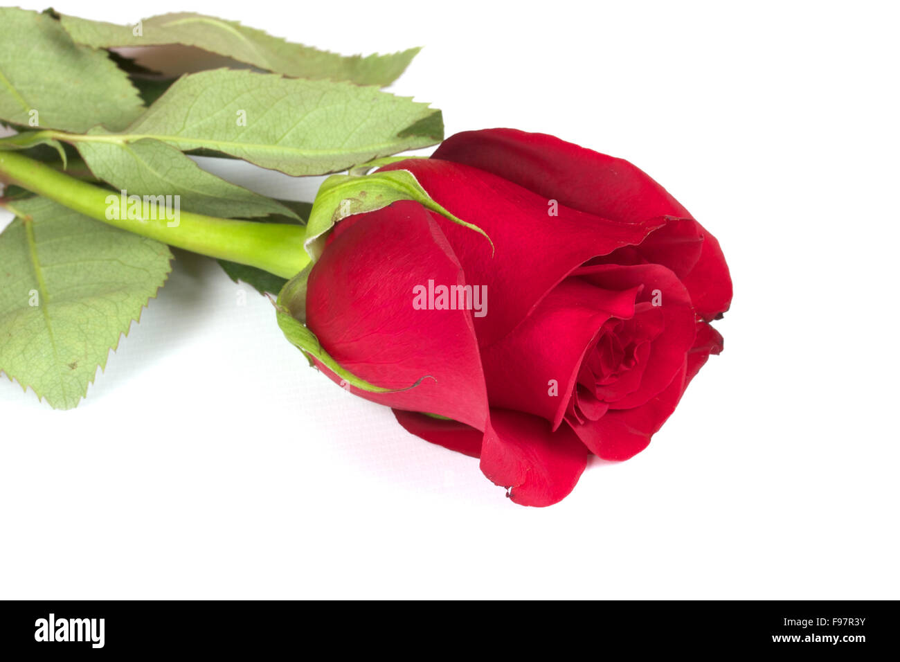 Red rose isolated on white background Stock Photo - Alamy