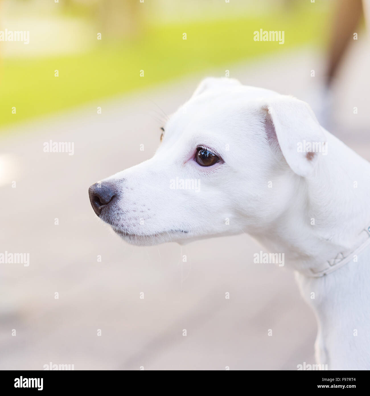 Cute white dog is looking to side in park Stock Photo - Alamy