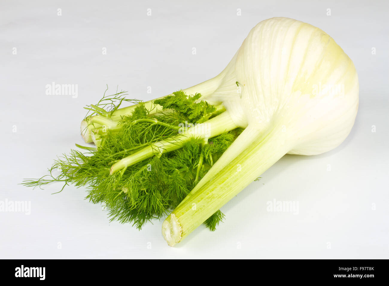 Fennel isolated on white background Stock Photo - Alamy