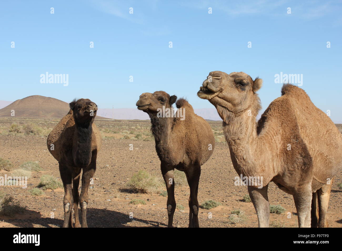 Three camels hi-res stock photography and images - Alamy