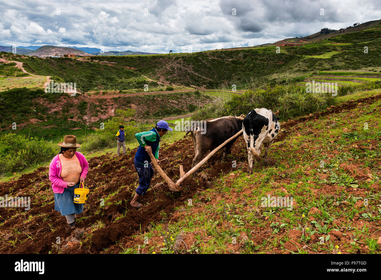 Plowing Cows Stock Photos & Plowing Cows Stock Images - Alamy