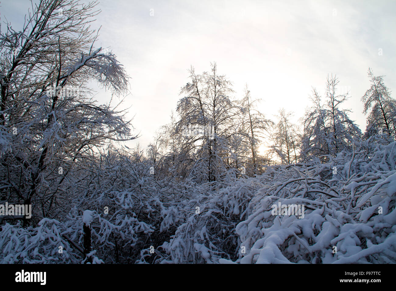 beautiful winter forest in Russia Stock Photo - Alamy