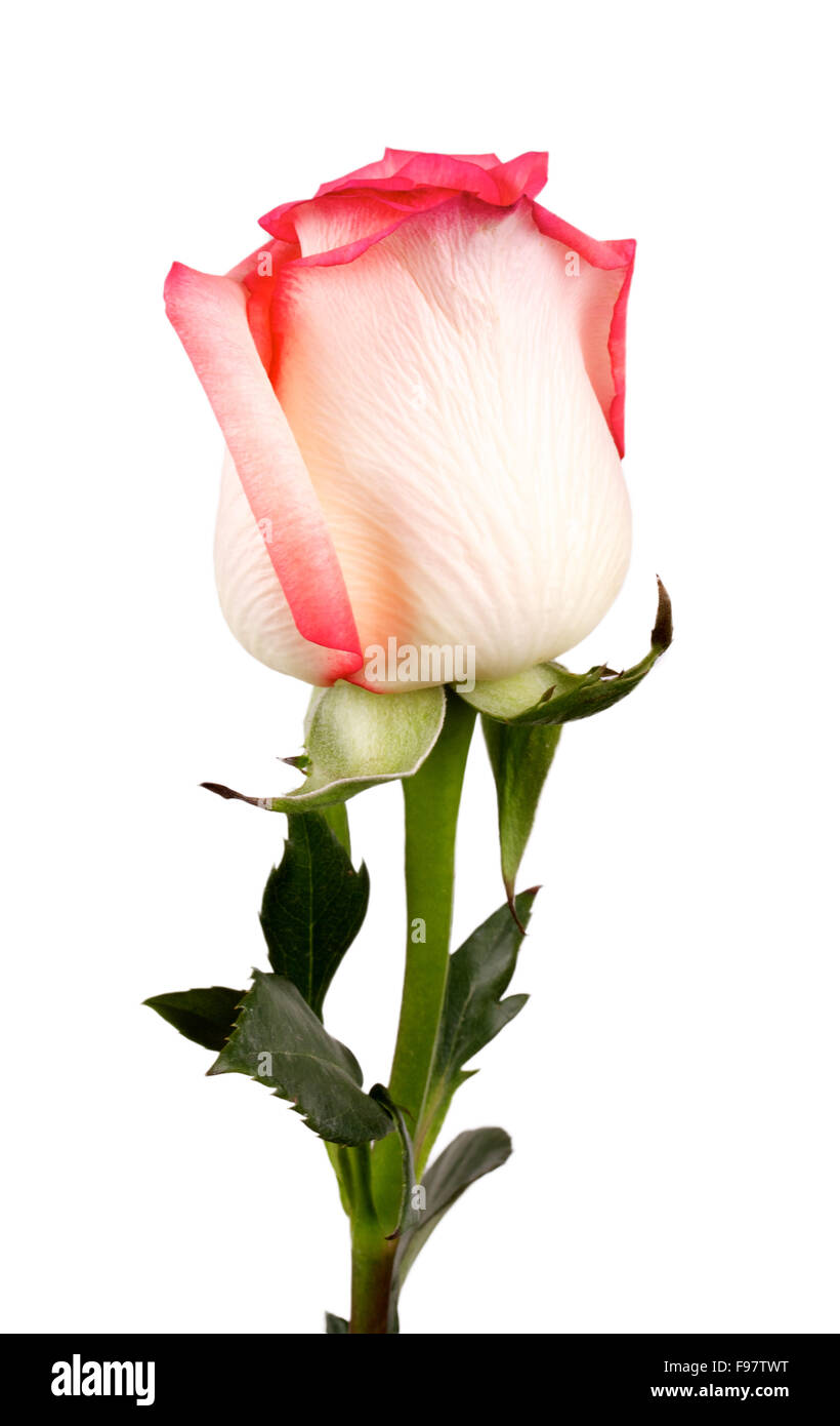 one flower bouquet of pink roses Stock Photo - Alamy