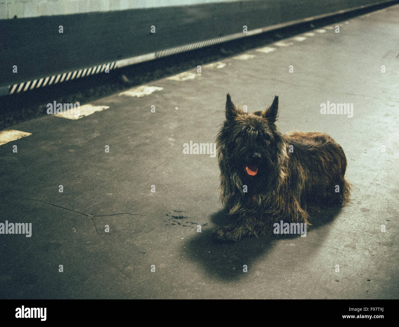 Dog berlin hi-res stock photography and images - Alamy