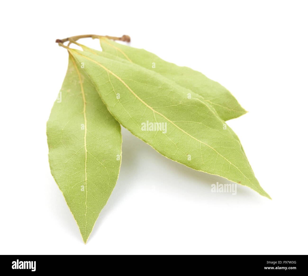 Laurel leaves isolated on white Stock Photo - Alamy