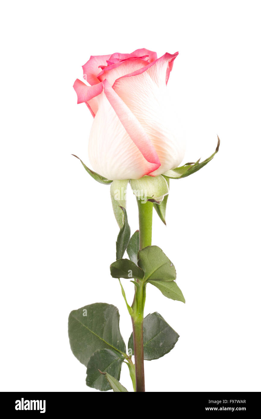 one flower bouquet of pink roses Stock Photo - Alamy