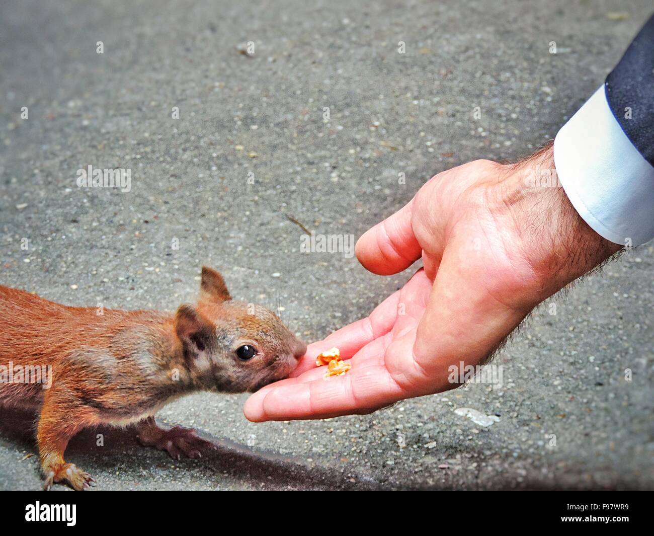 Squirrel Hand Germany High Resolution Stock Photography and Images - Alamy