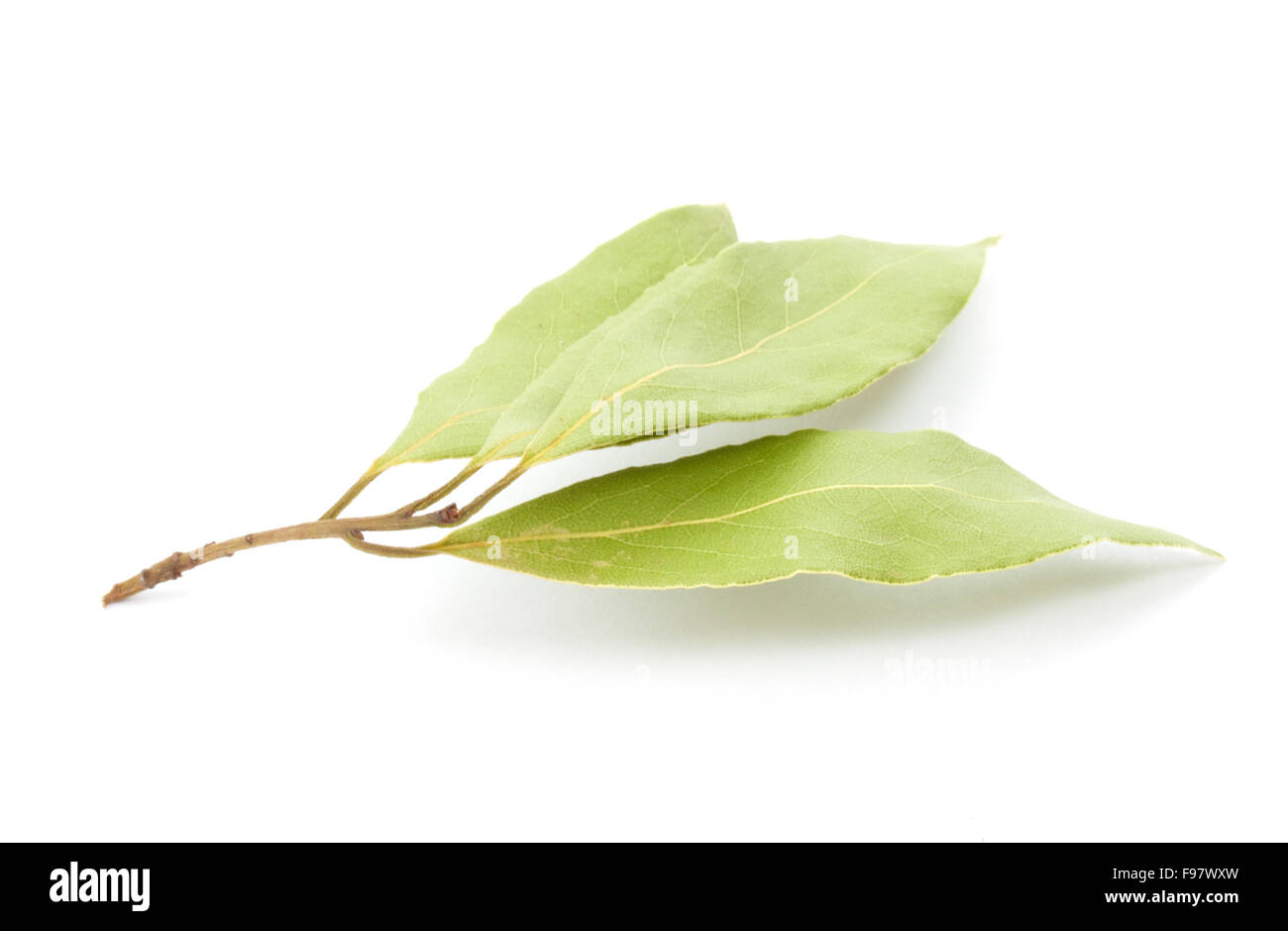 Laurel leaves isolated on white Stock Photo - Alamy