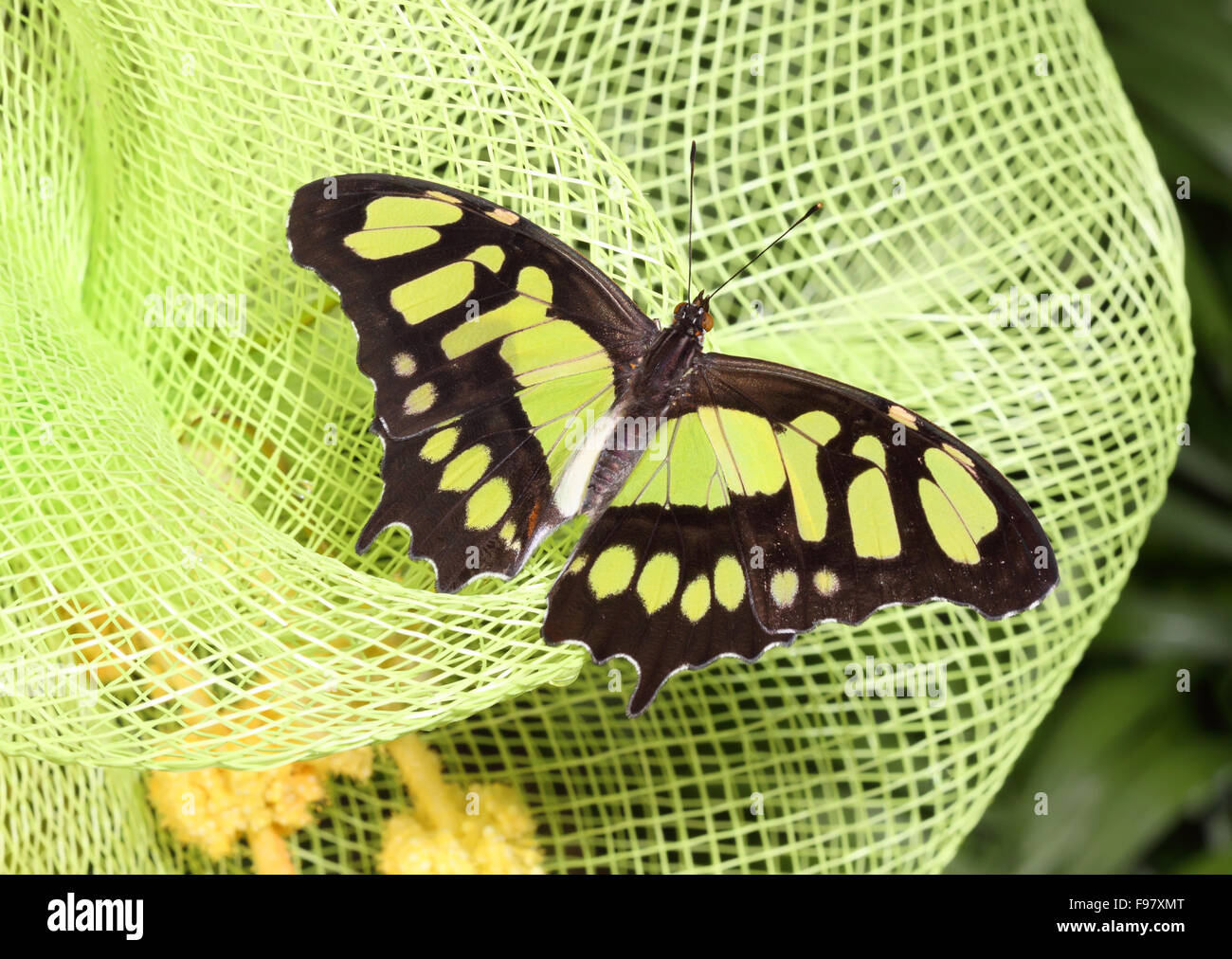 Butterfly open wing hi-res stock photography and images - Alamy