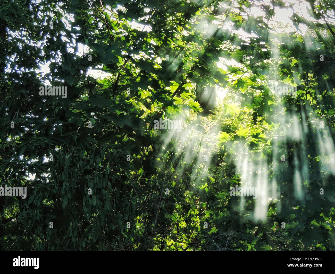 Streaming trees through hi-res stock photography and images - Alamy