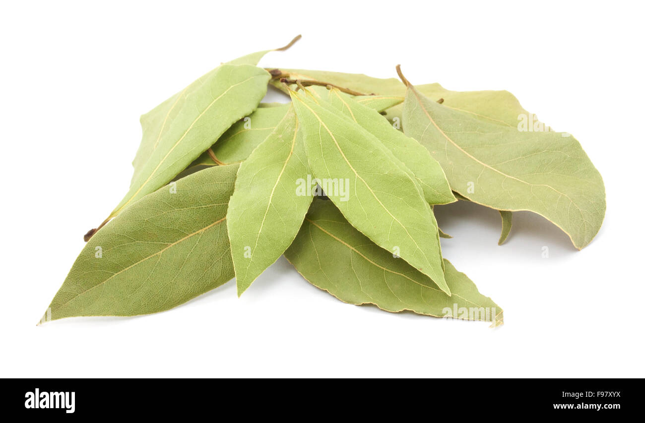 Laurel leaves isolated on white Stock Photo - Alamy