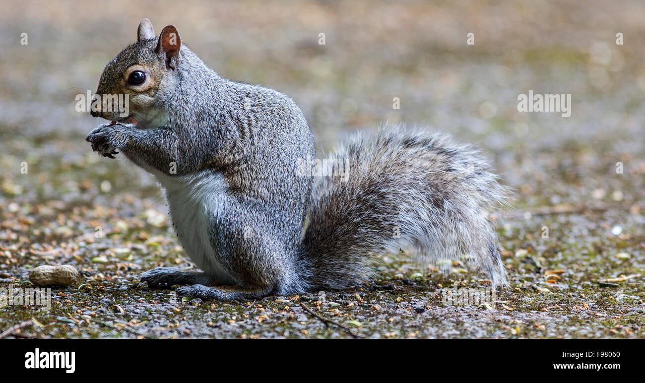 Gray Squirrel eating a nut Stock Photo - Alamy