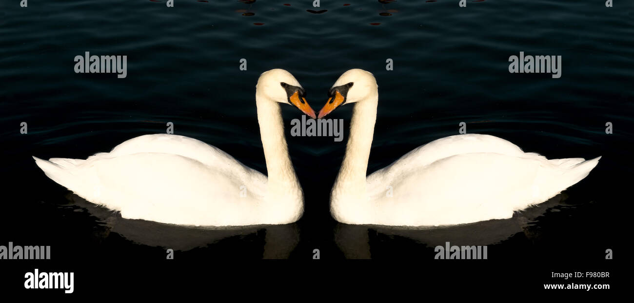 Two swans form a symmetrical pattern as they swim and glide on the ...