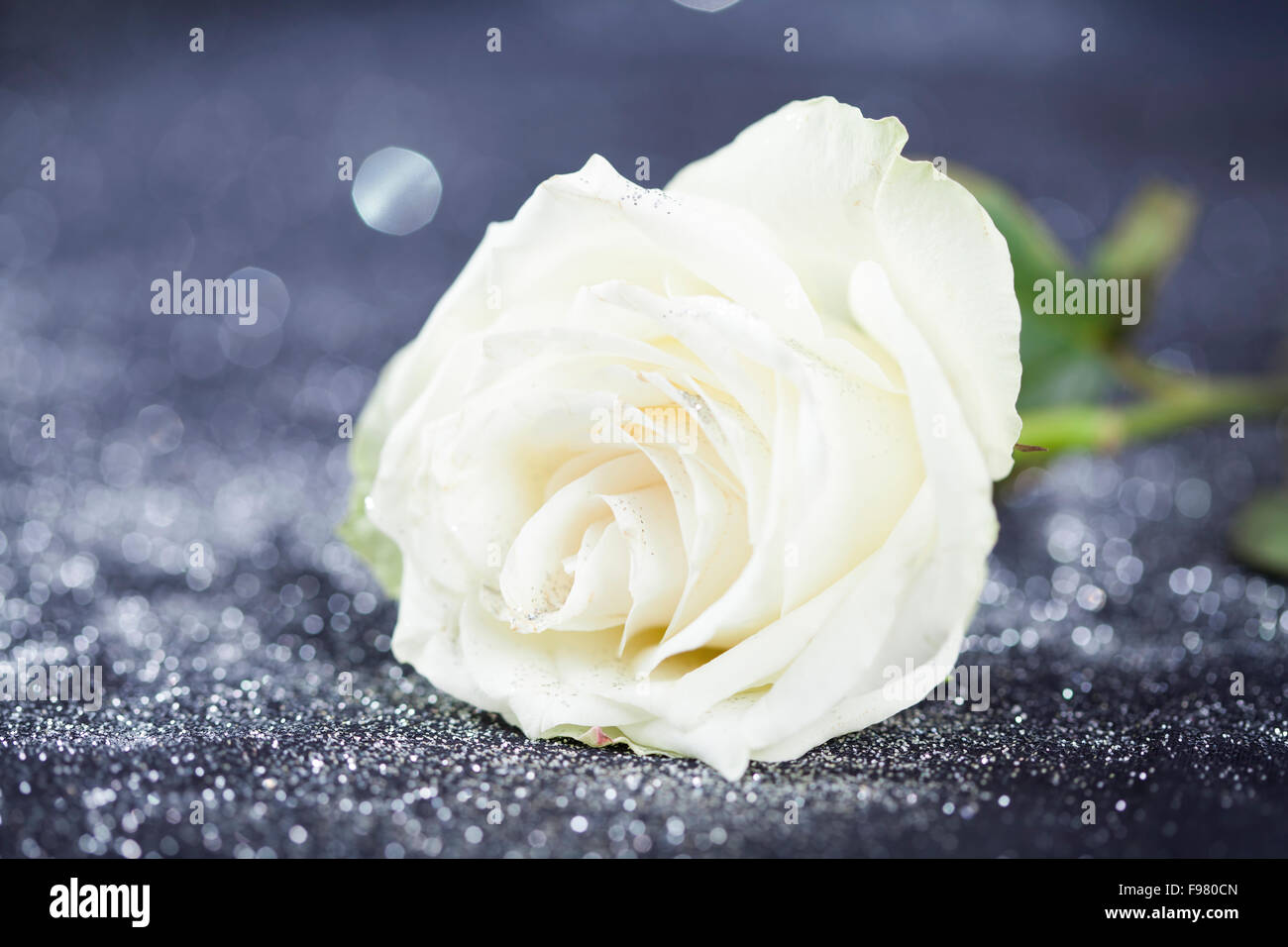 Closeup on white rose on sparkling glitter background Stock Photo - Alamy