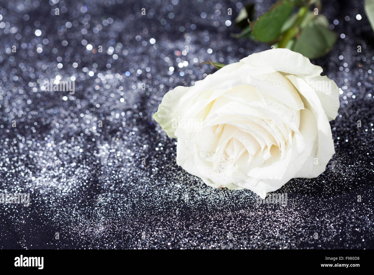 Closeup on white rose on sparkling glitter background Stock Photo - Alamy