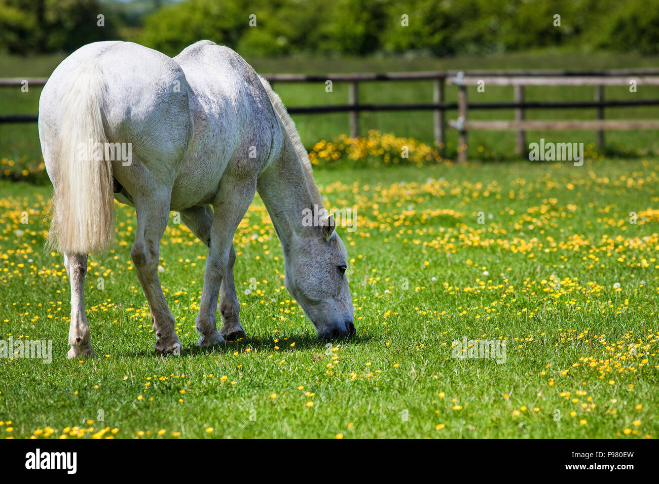 Meadow grey hi-res stock photography and images - Alamy