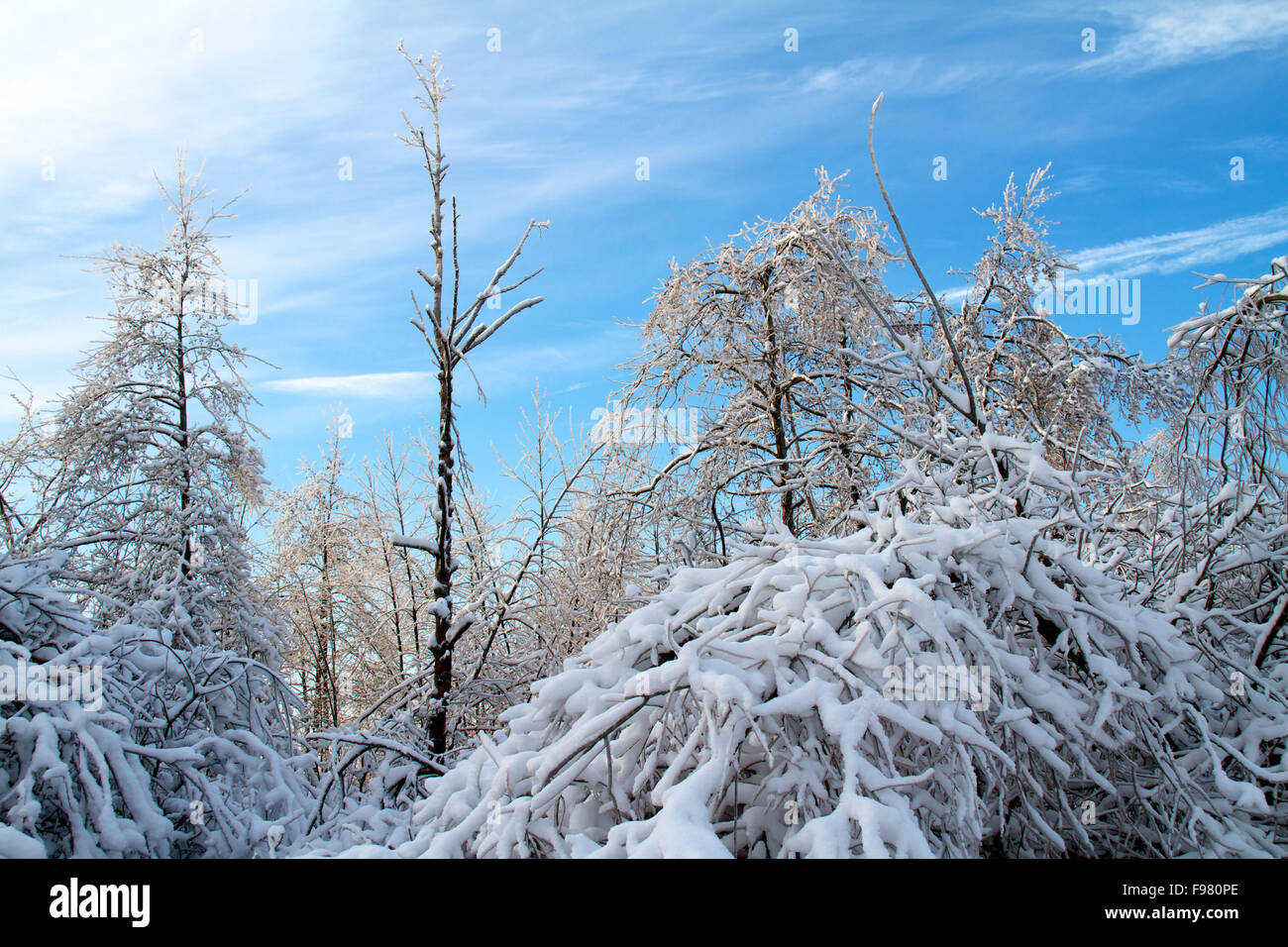 beautiful winter forest in Russia Stock Photo - Alamy