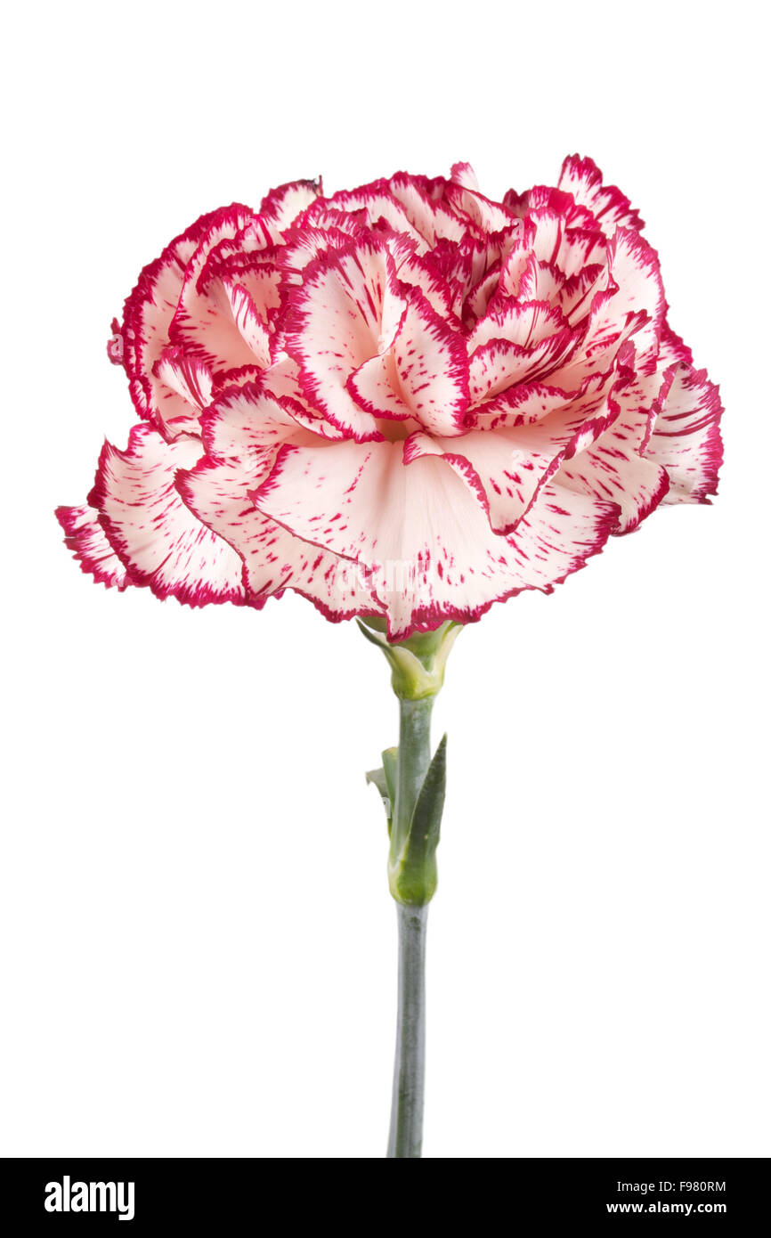 Beautiful pink carnation on a white background Stock Photo - Alamy