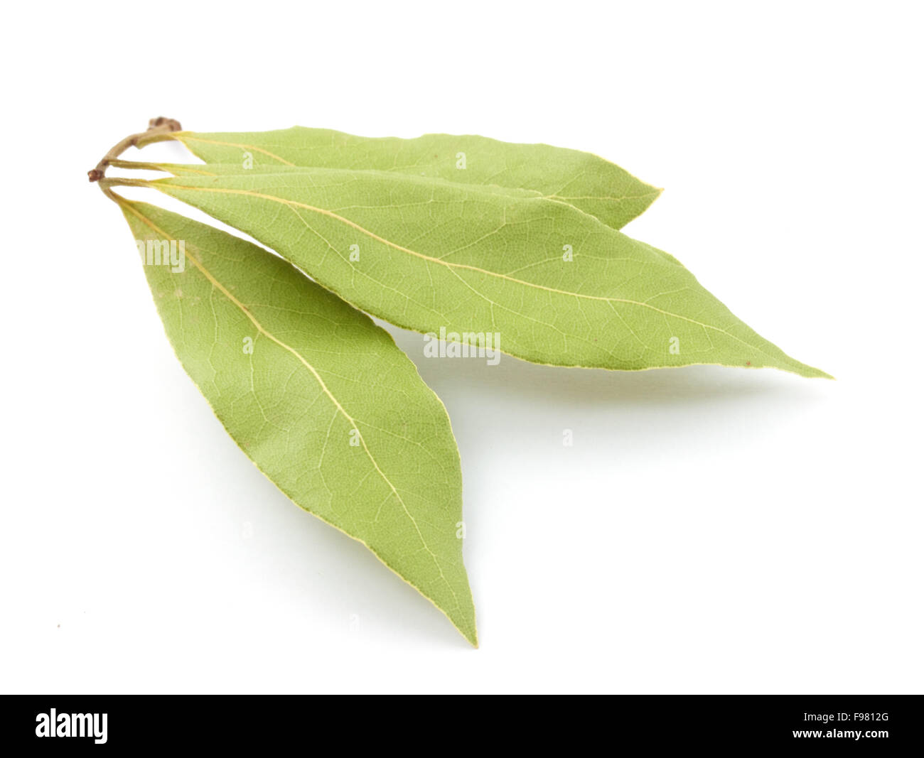 Laurel leaves isolated on white Stock Photo - Alamy