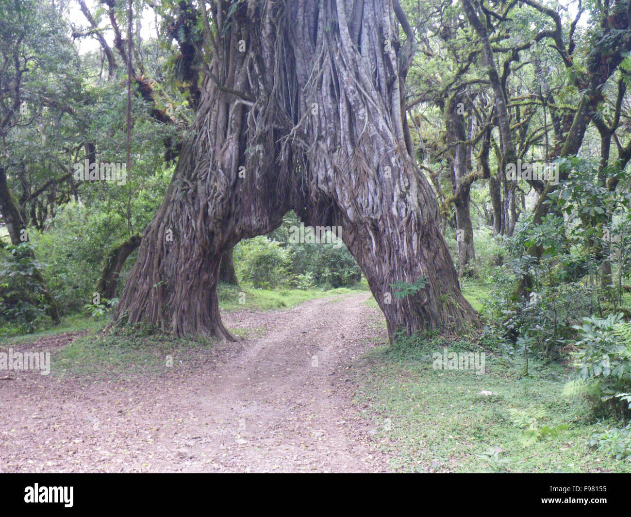 Tree arch hi-res stock photography and images - Alamy