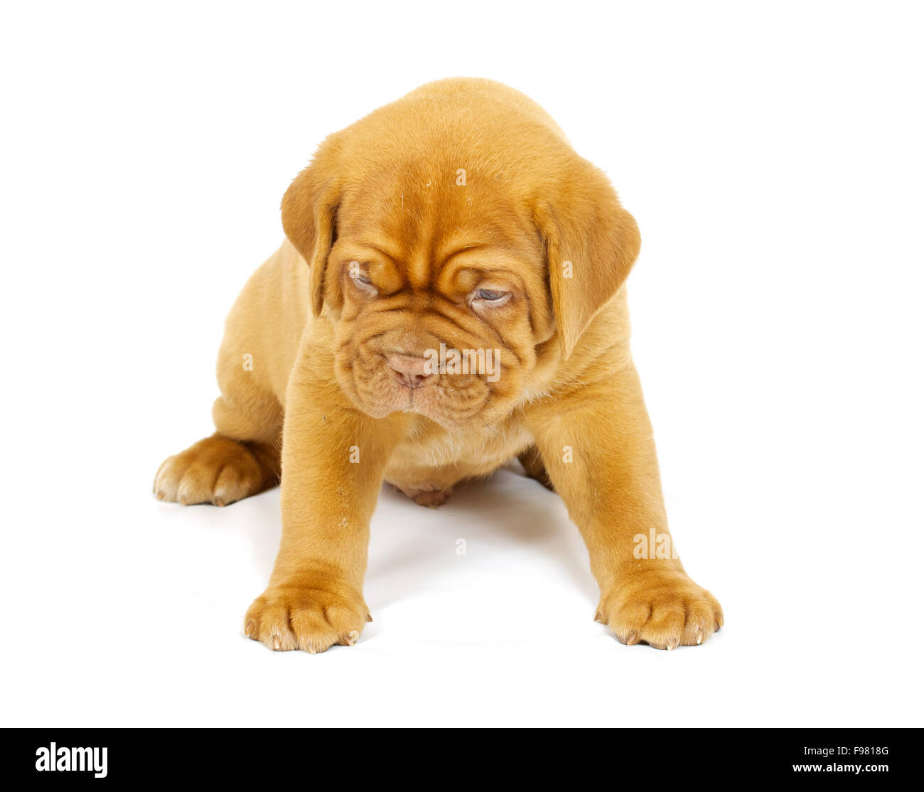 Bordeaux dog puppy on the white background Stock Photo - Alamy