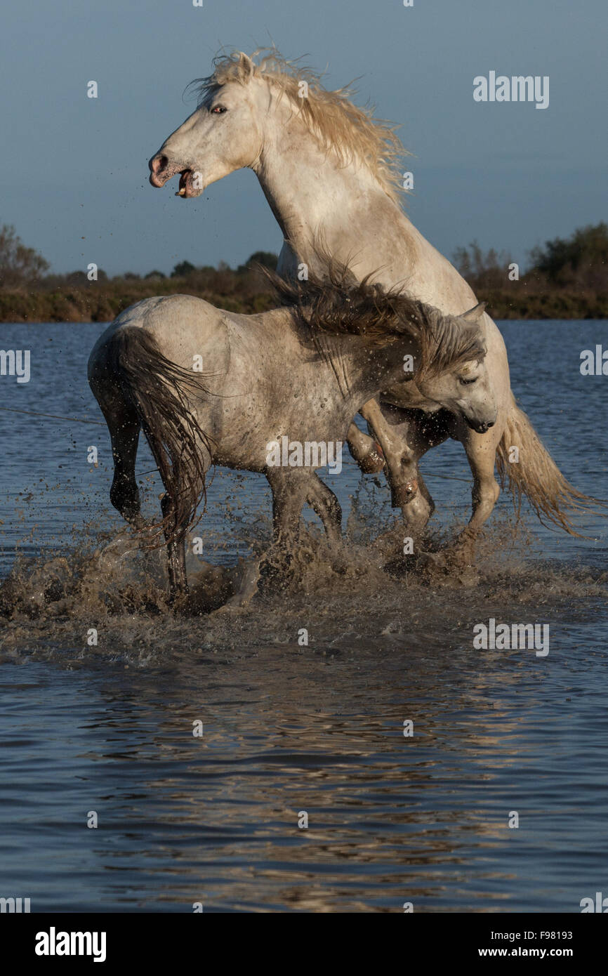 two stallions fighting Stock Photo - Alamy