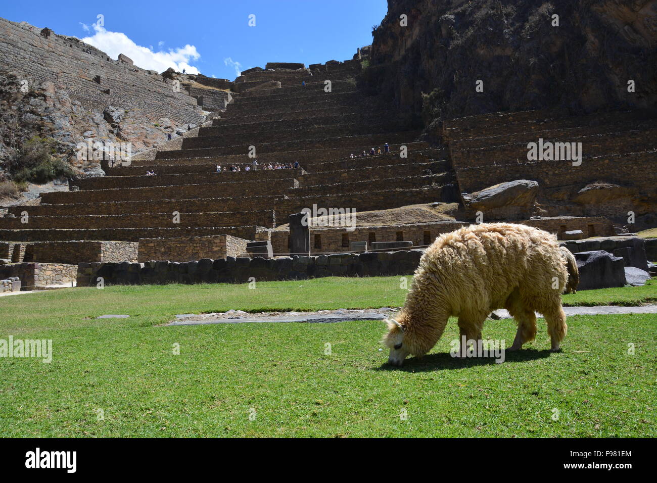 Llama icon hi-res stock photography and images - Alamy