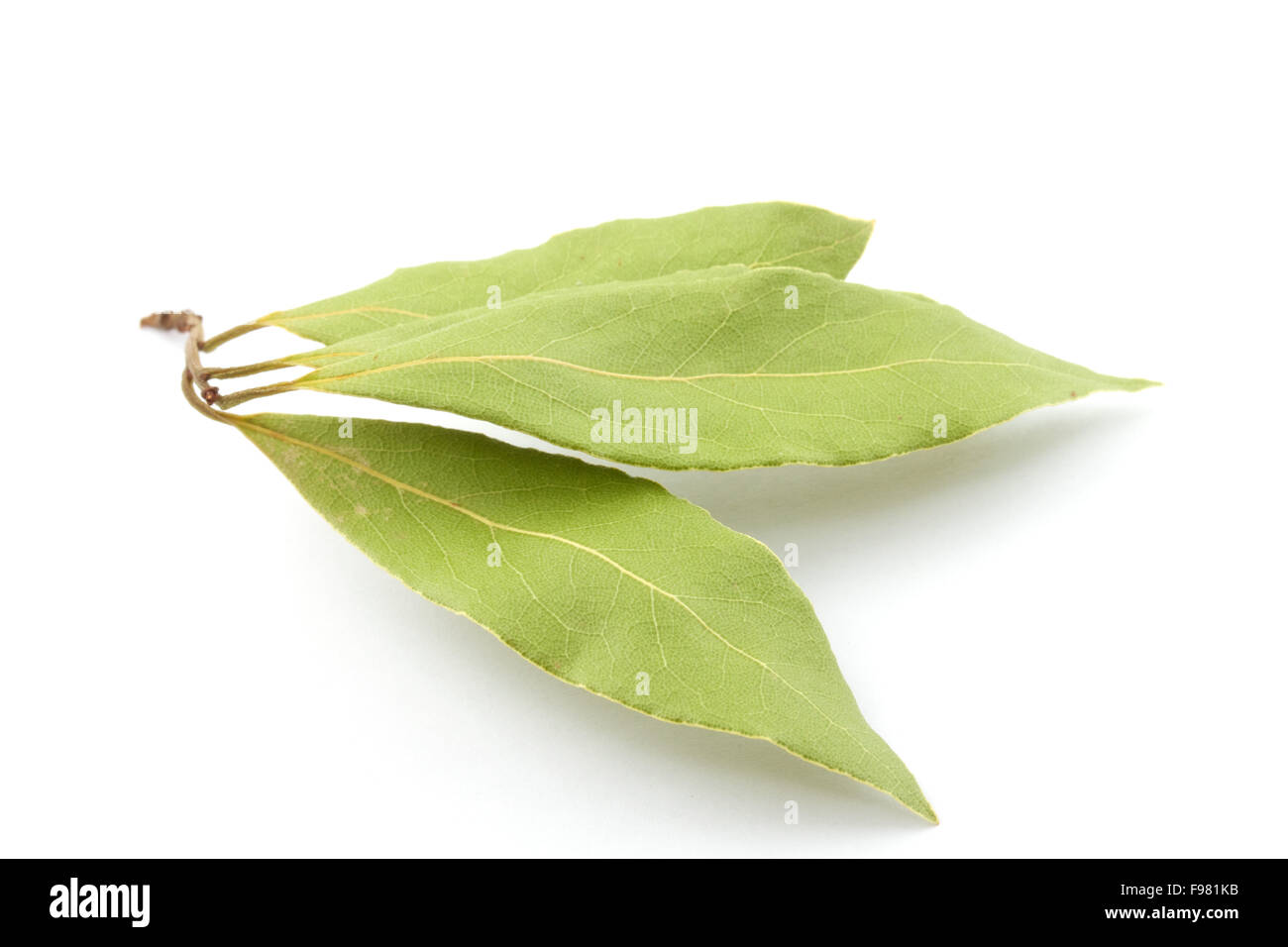Laurel leaves isolated on white Stock Photo - Alamy