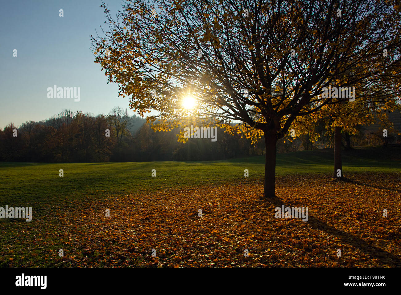 Backlit autumn tree Stock Photo - Alamy