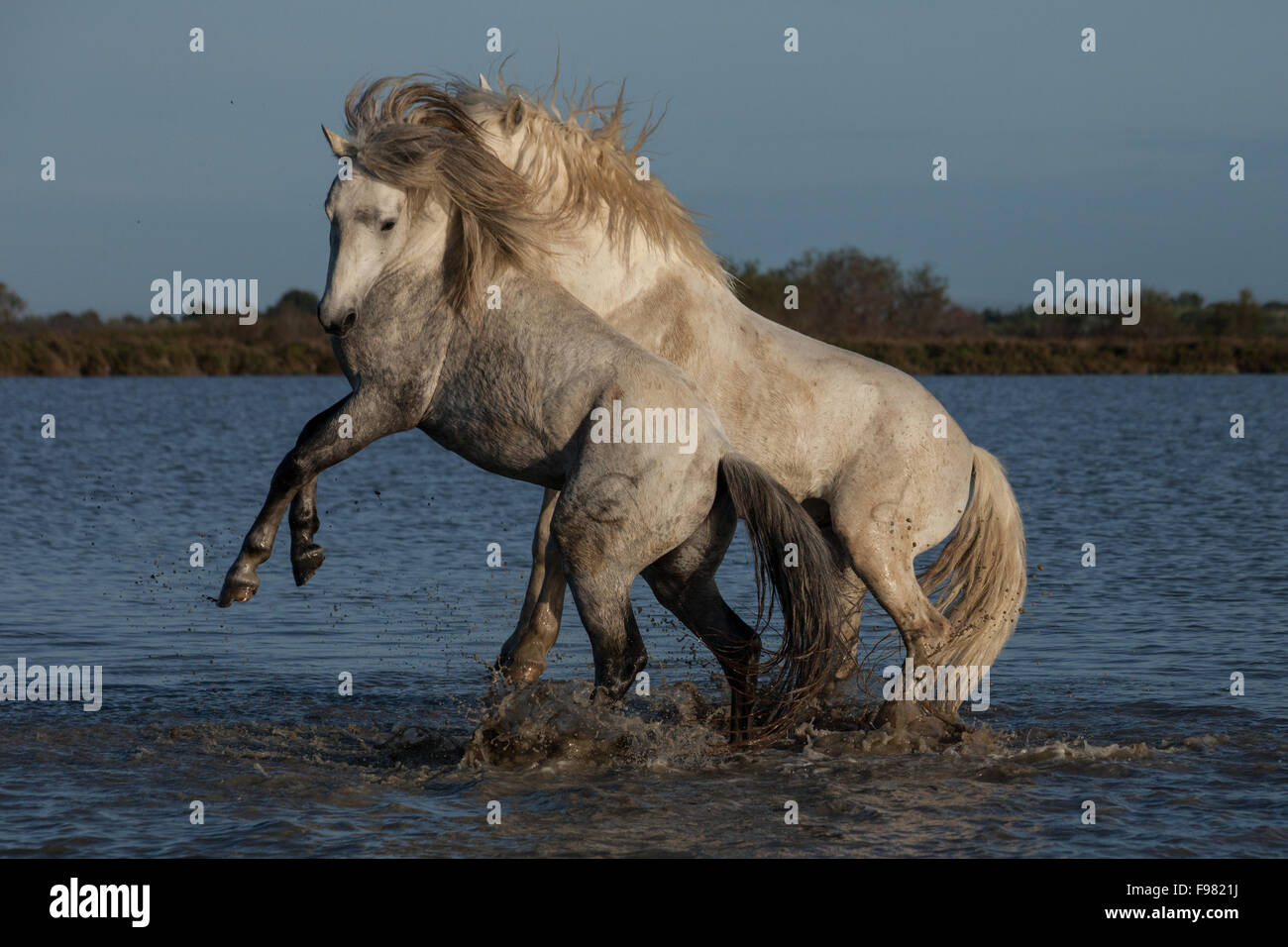 two stallions fighting Stock Photo - Alamy