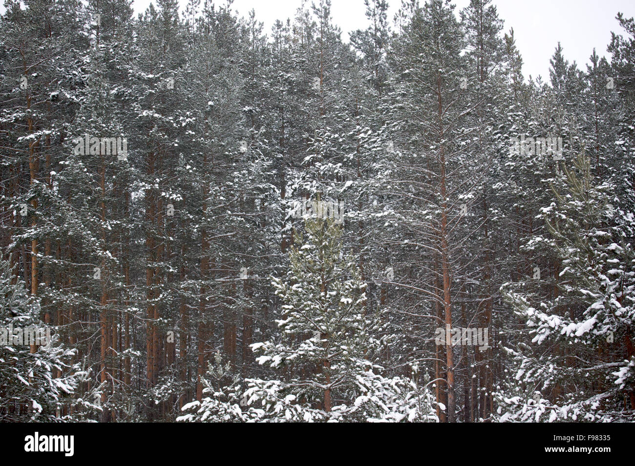 Beautiful winter snowy landscape Stock Photo - Alamy