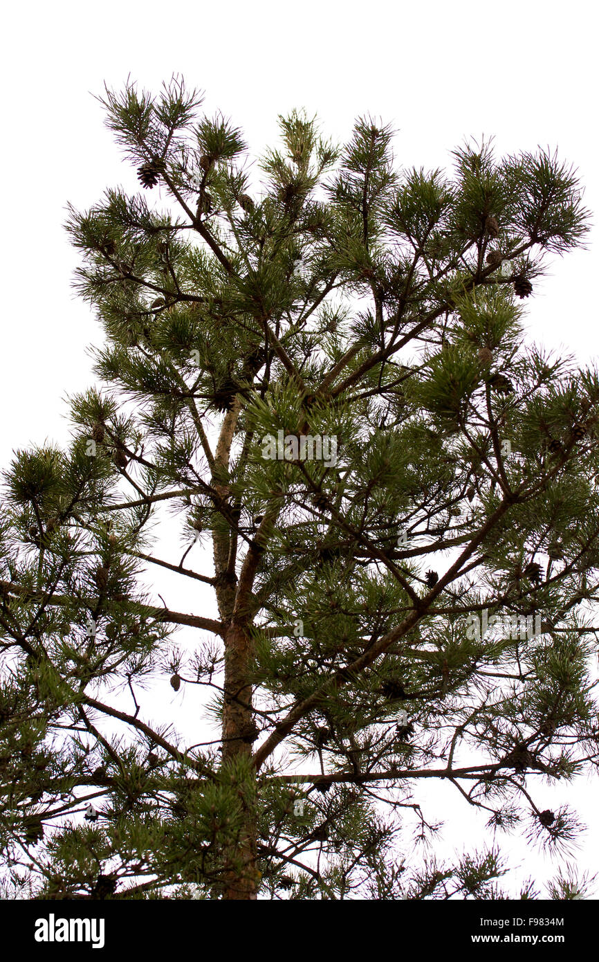 Young pine tree branch Stock Photo - Alamy