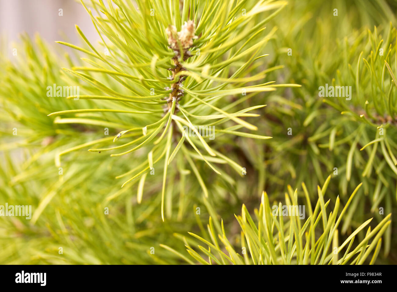 Young pine tree branch Stock Photo - Alamy