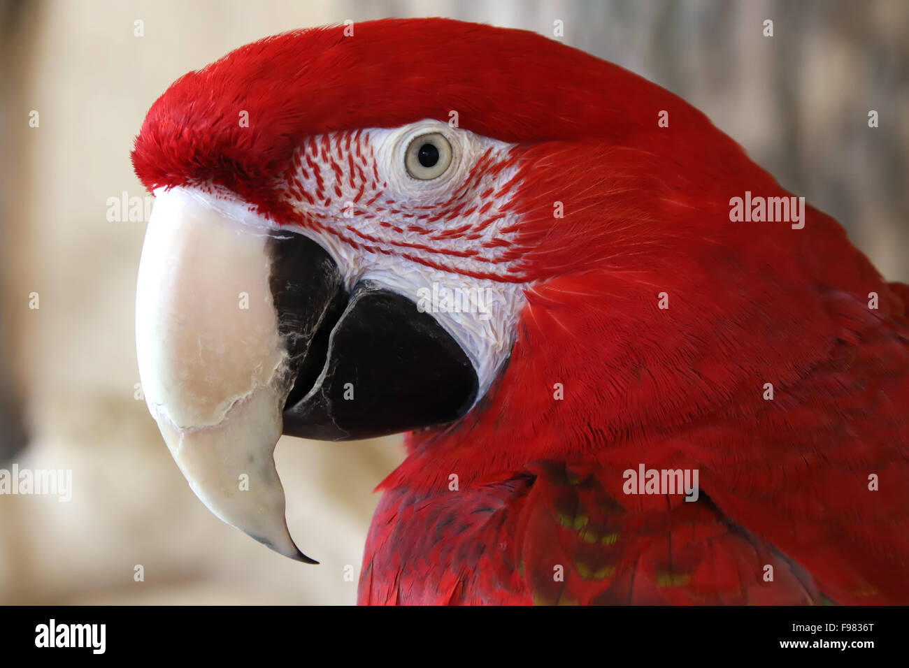 Green-winged Macaw. Ara chloroptere. Ara chloroptera. Bird Kingdom ...