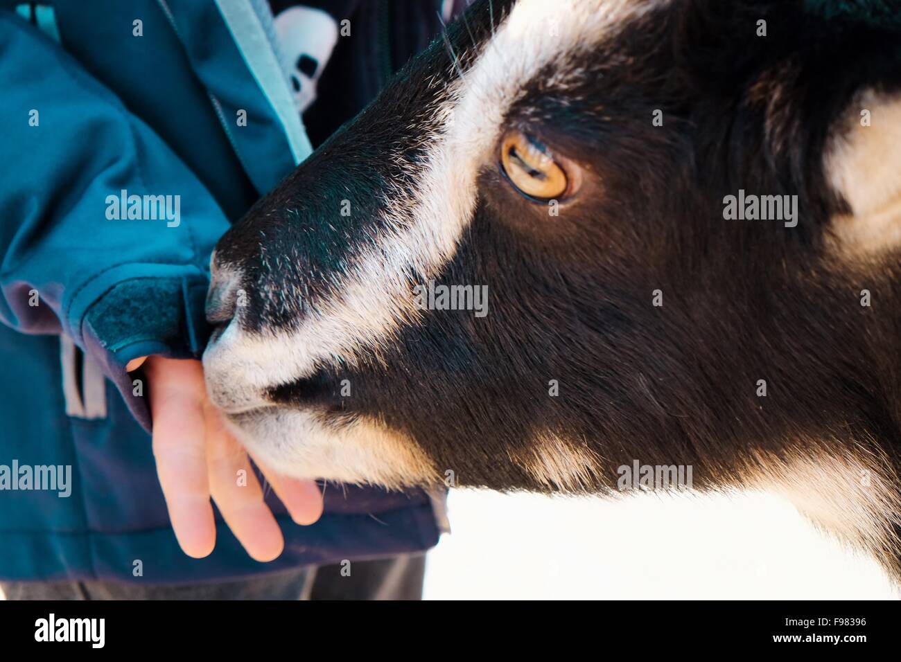 Domestic goat with kid hi-res stock photography and images - Alamy