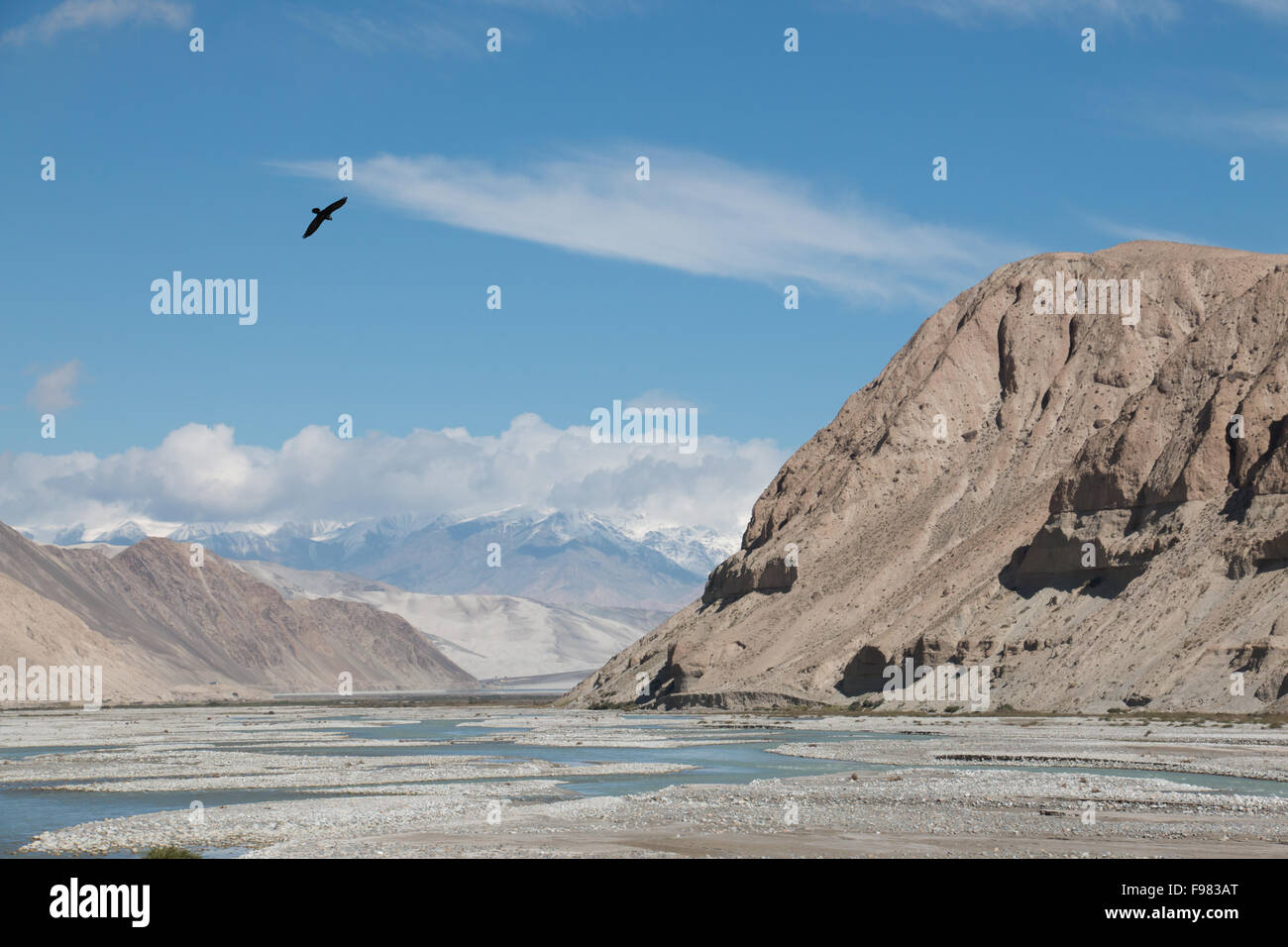 Black river bird hi-res stock photography and images - Alamy