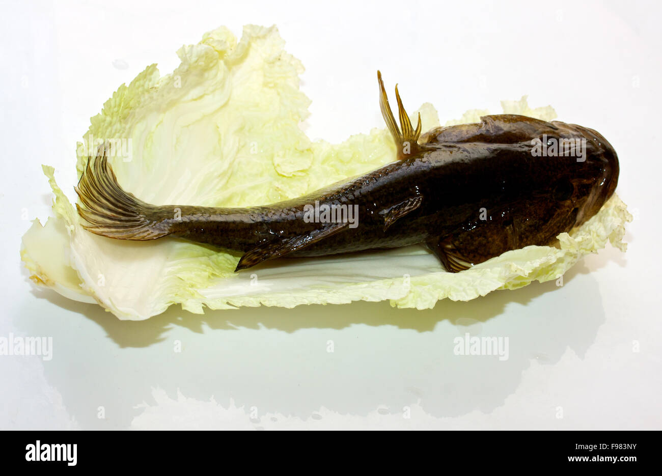 Raw fish isolated on white background Stock Photo - Alamy