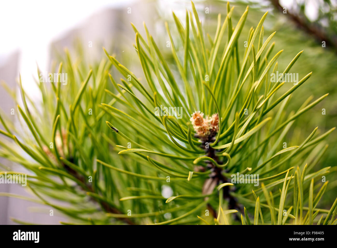 Young pine tree branch Stock Photo - Alamy