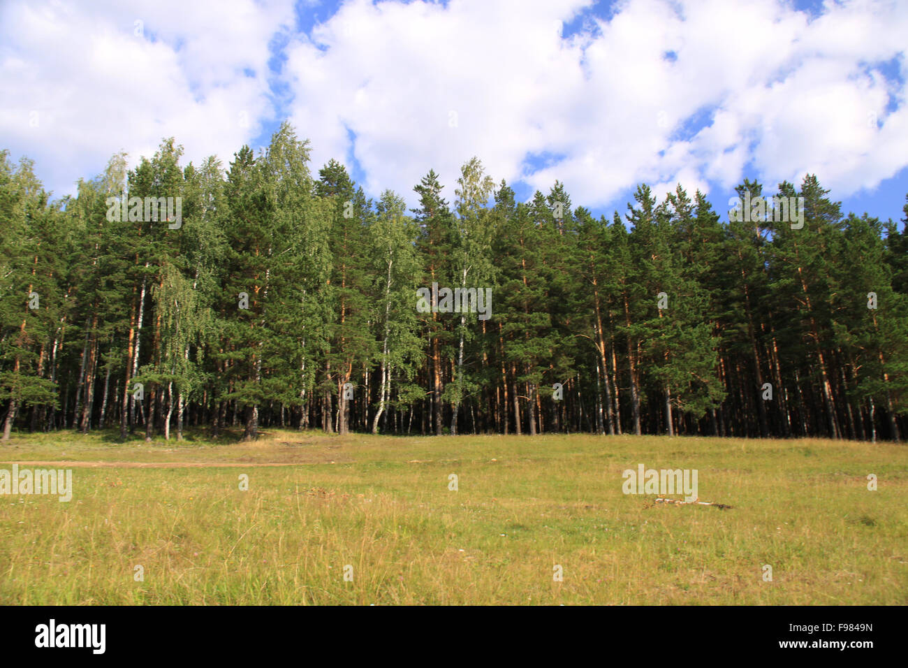 the edge of forest Stock Photo - Alamy