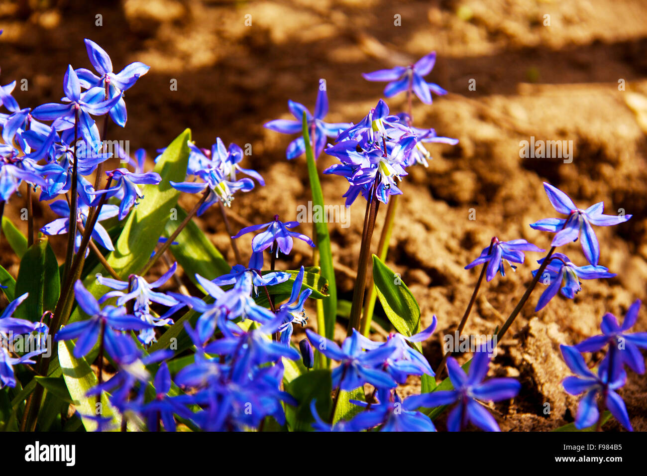 Floral background of first spring flowers close up Stock Photo - Alamy