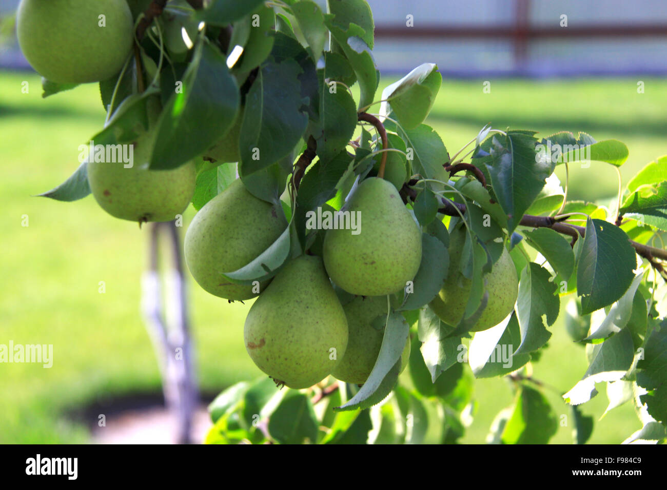 Juicy pears on tree Stock Photo - Alamy