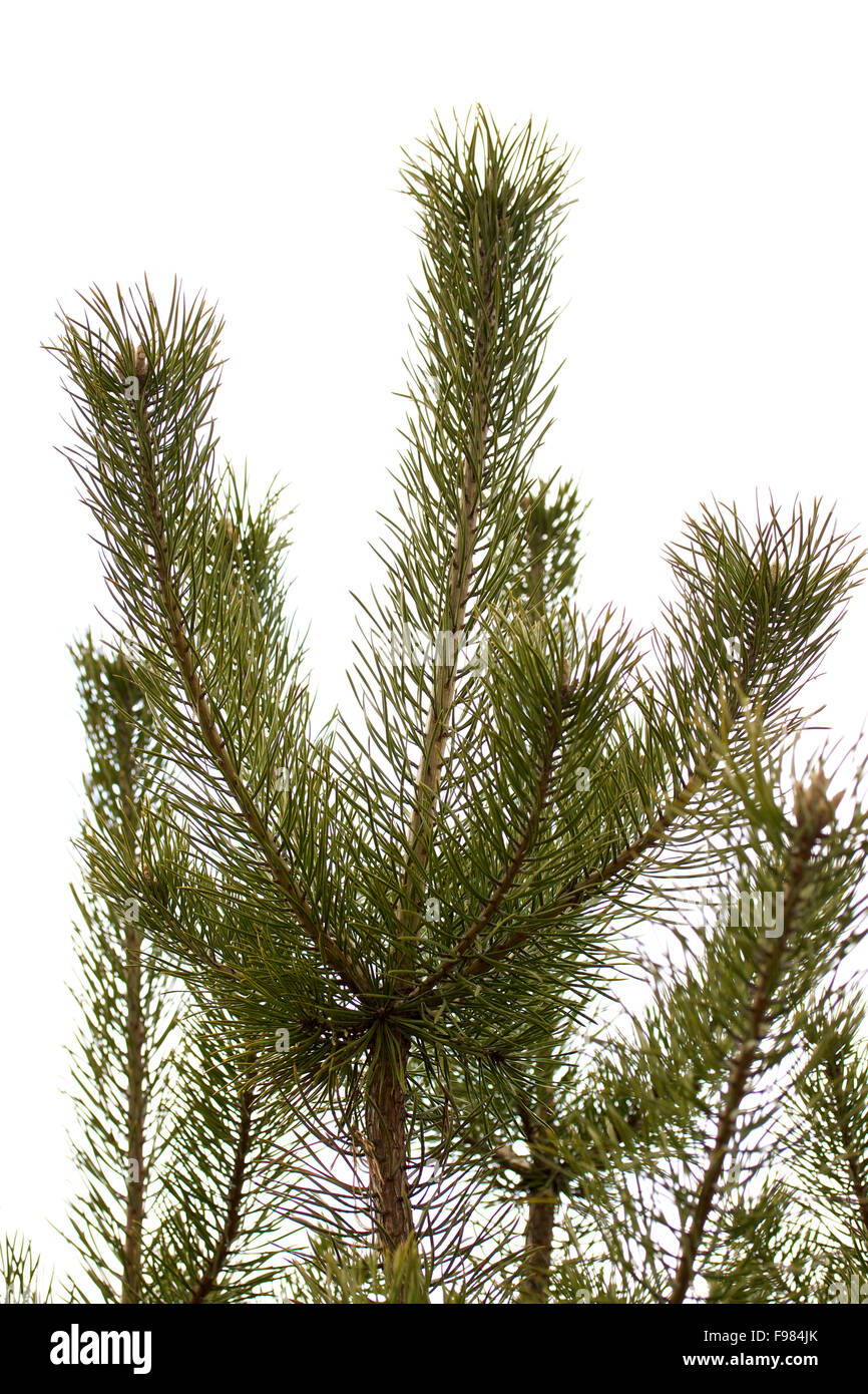 Young pine tree branch Stock Photo - Alamy