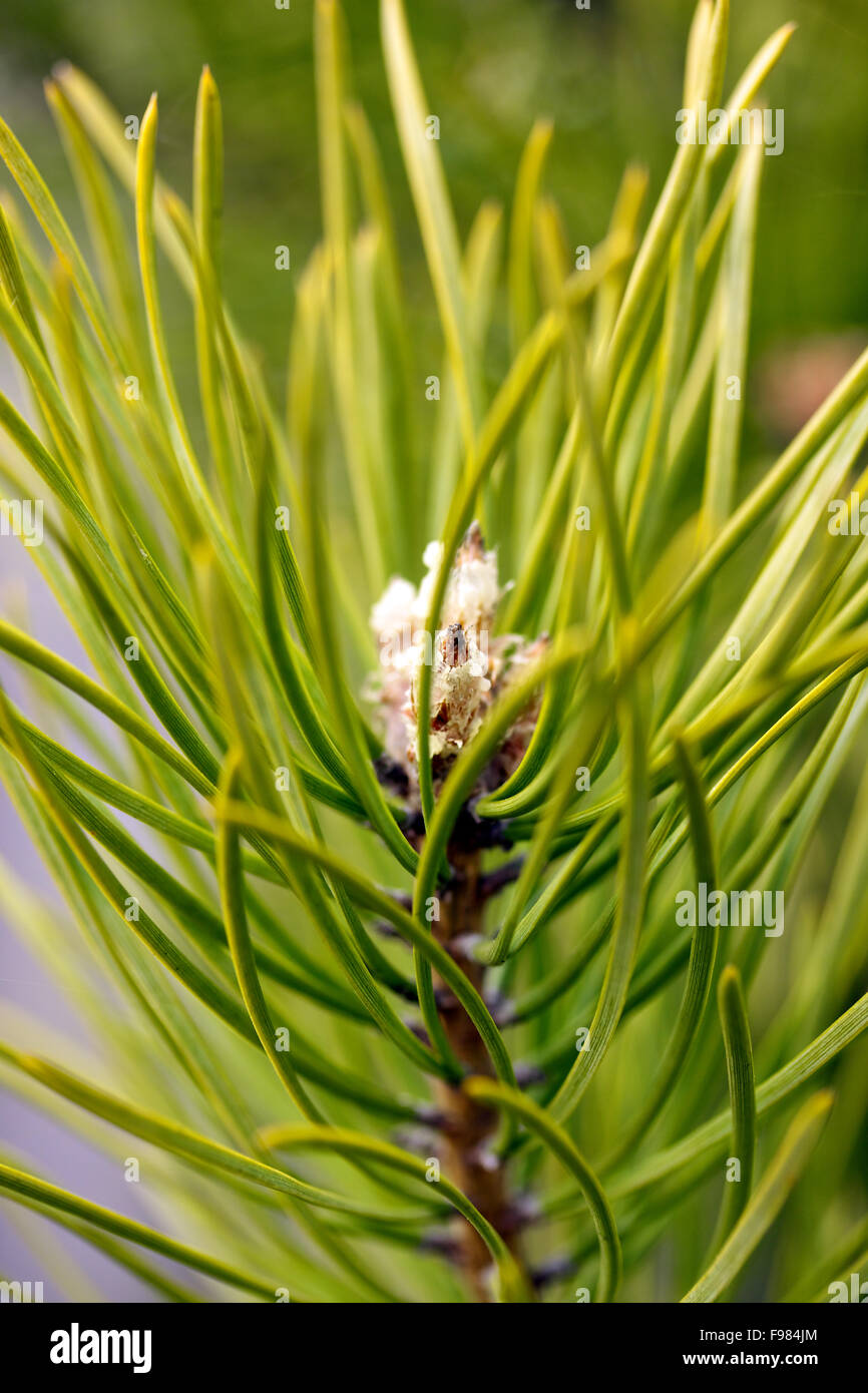 Young pine tree branch Stock Photo - Alamy