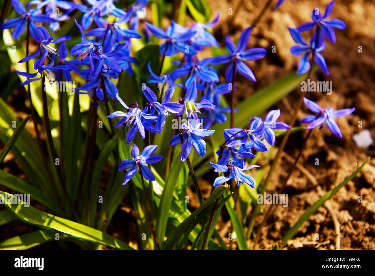 Floral background of first spring flowers close up Stock Photo - Alamy