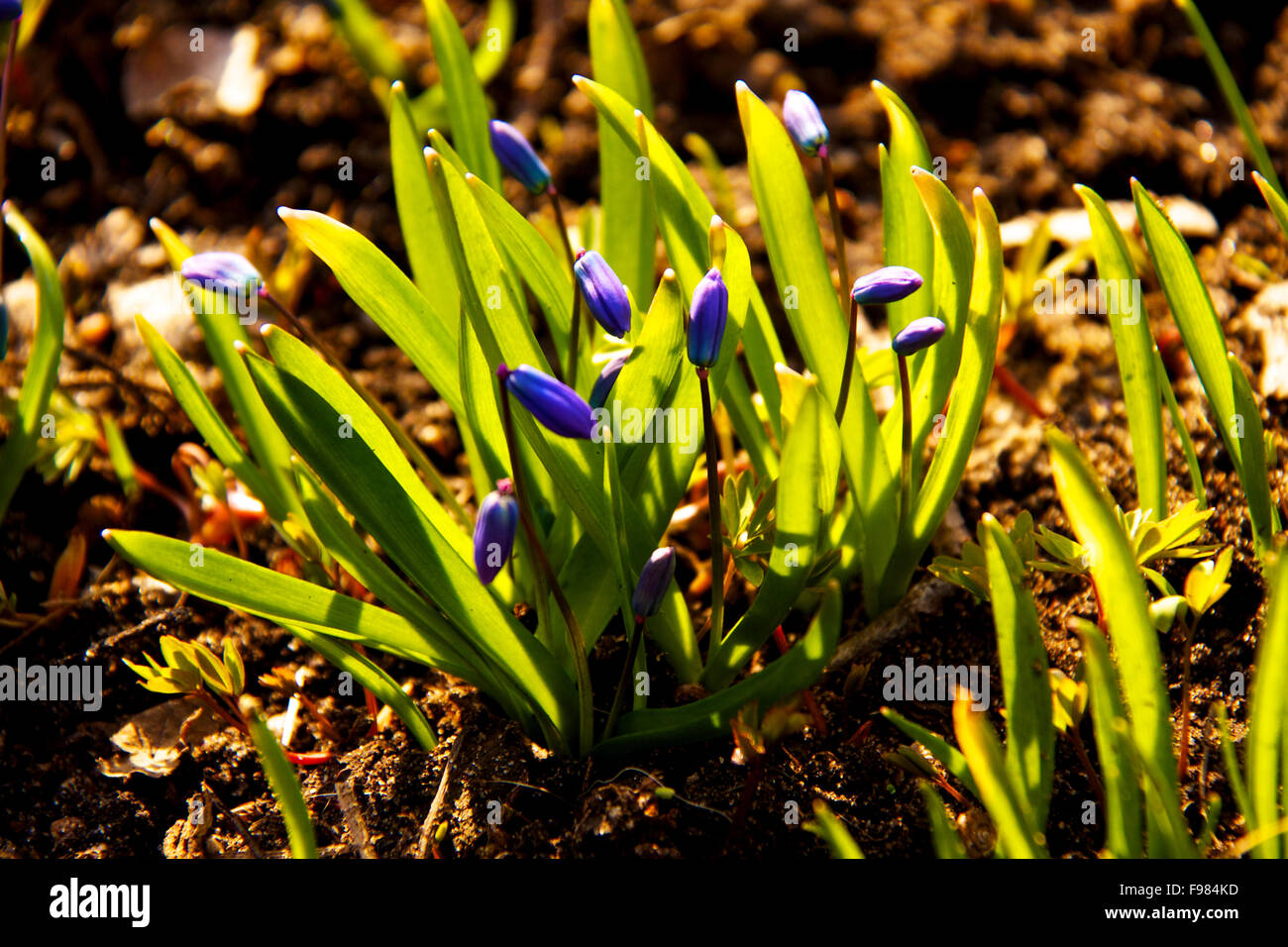 Floral background of first spring flowers close up Stock Photo - Alamy