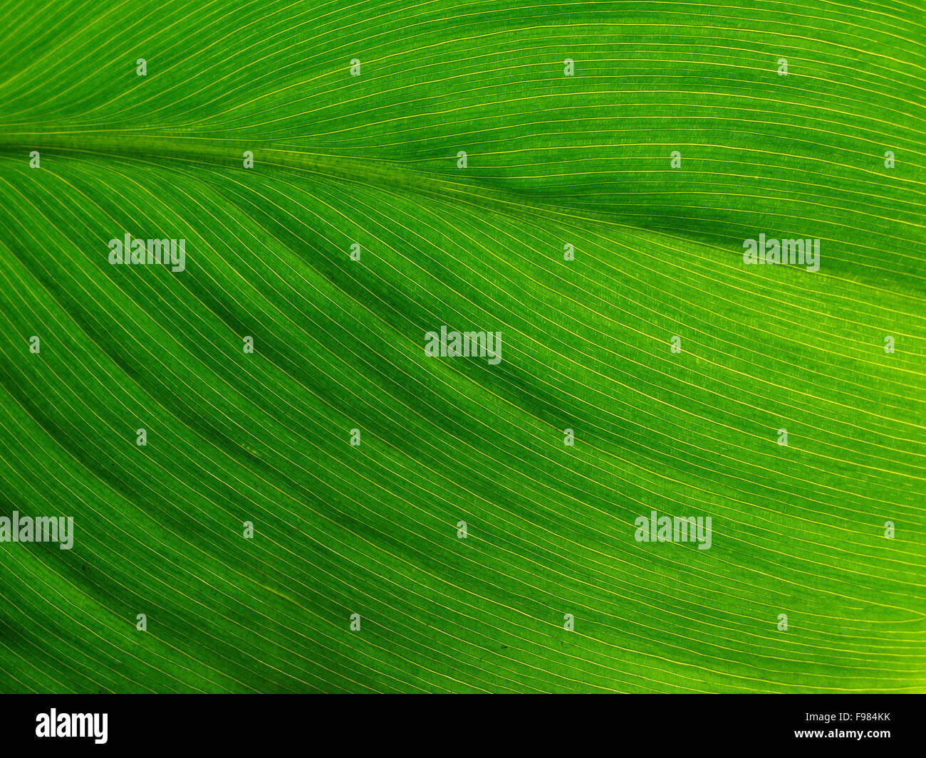 Beautiful Leaf Texture Stock Photo - Alamy